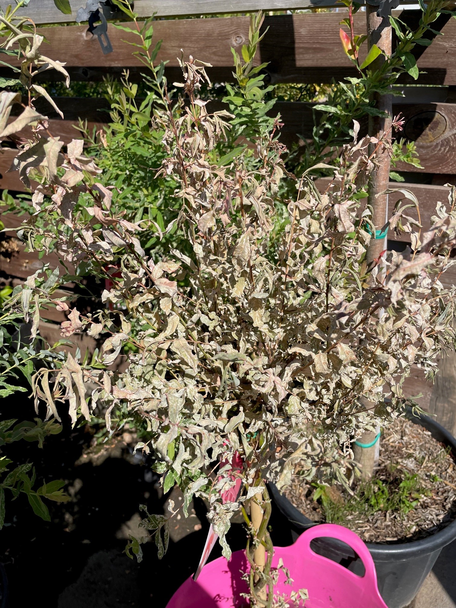 Saving Dried Plants - Twickenham Plant Centre