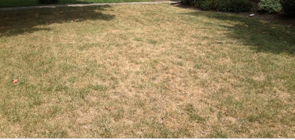 What to do with a scorched lawn - Twickenham Plant Centre