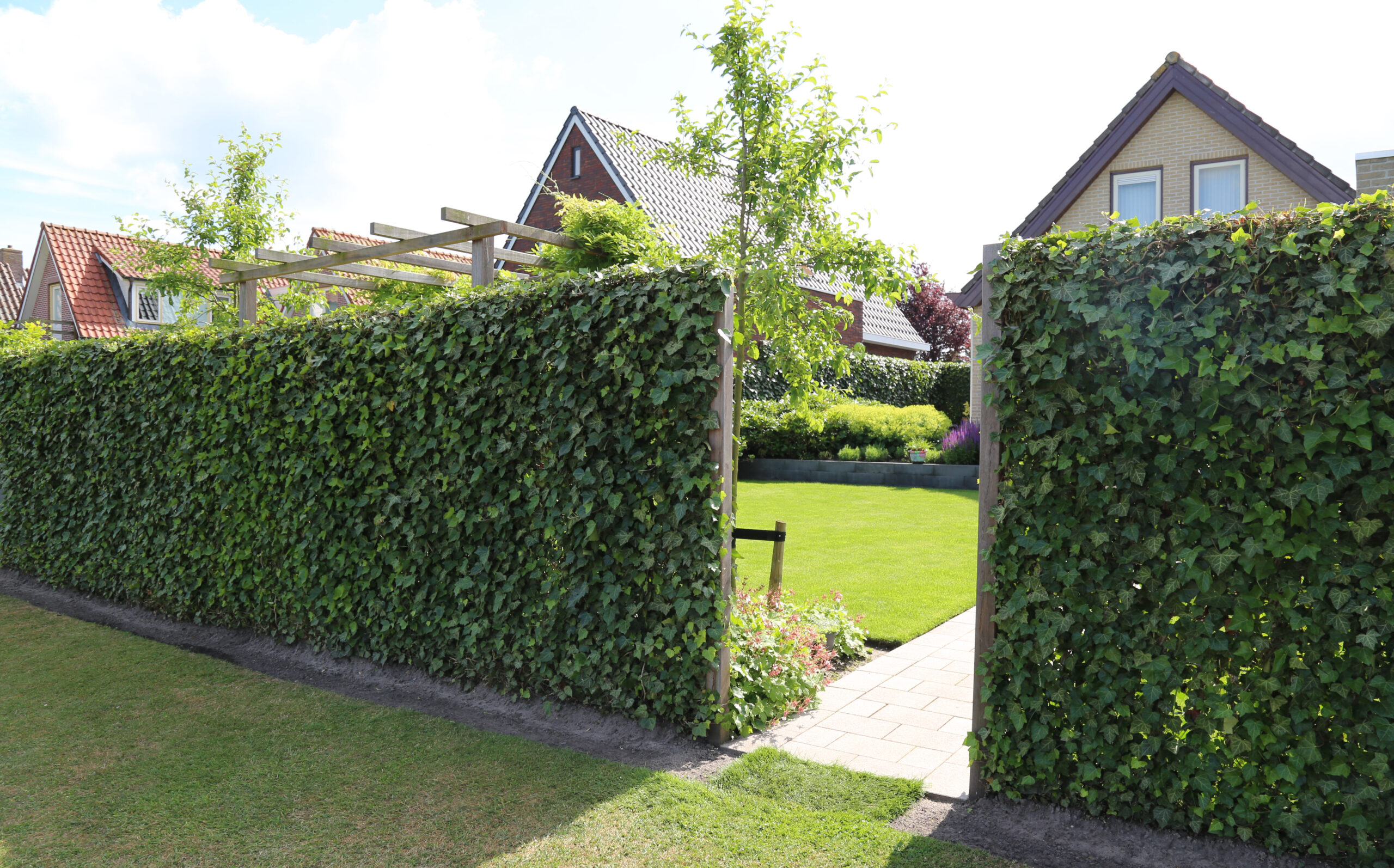 Green Screen - Green Fencing - Twickenham Plant Centre