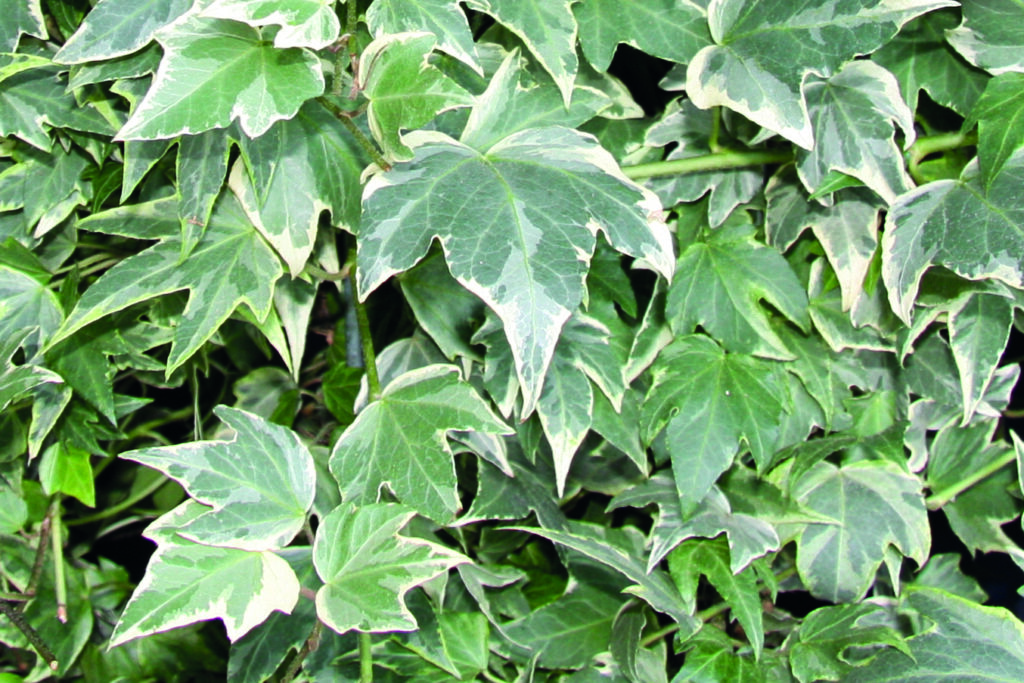 Helix Hedera White Ripple 120 x 180cm - Twickenham Plant Centre
